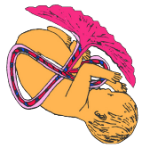 Embryo Development Game | Genially