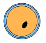 Embryo Development Game | Genially