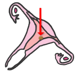 Embryo Development Game | Genially