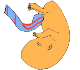 Embryo Development Game | Genially