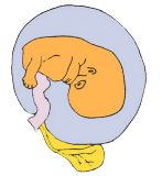 Embryo Development Game | Genially