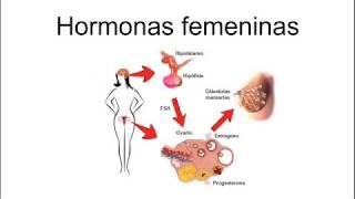 HORMONAS | Genially