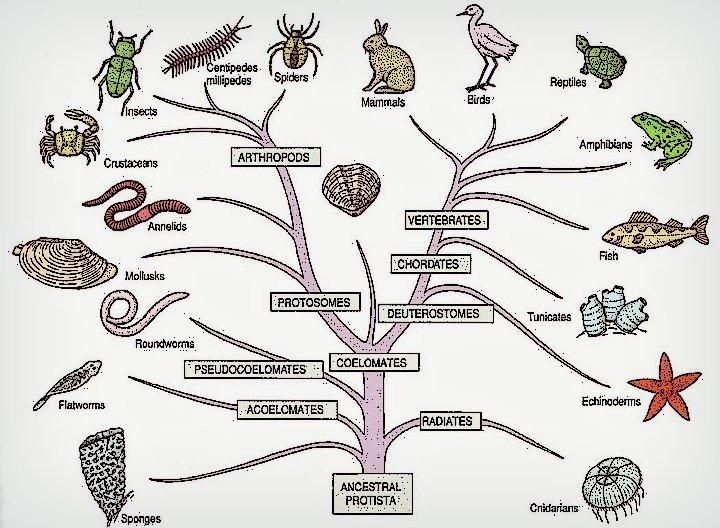 filogenetica y Genesis