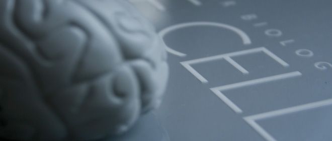 Brain Connections | Genially