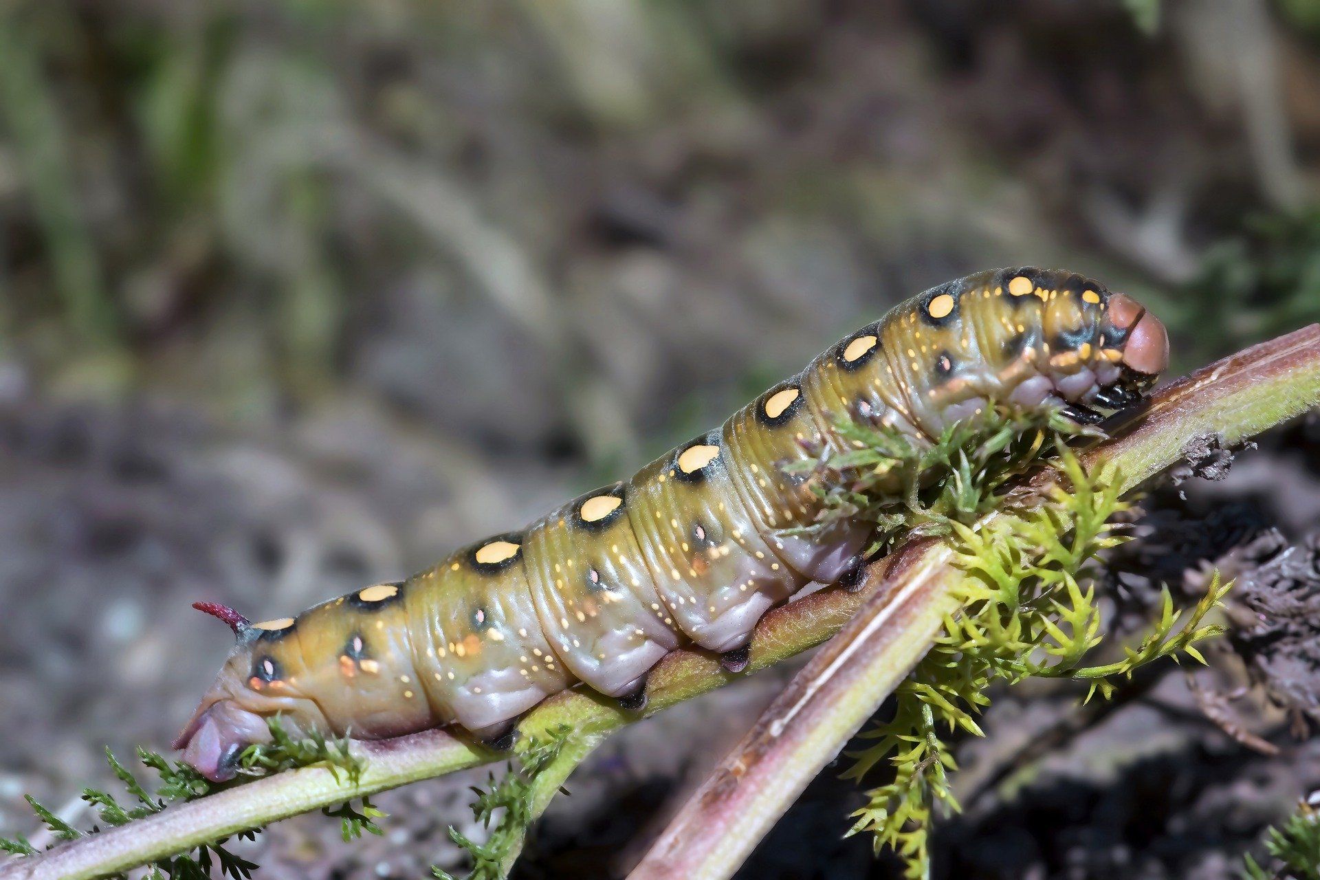 INVERTEBRADOS | Genially