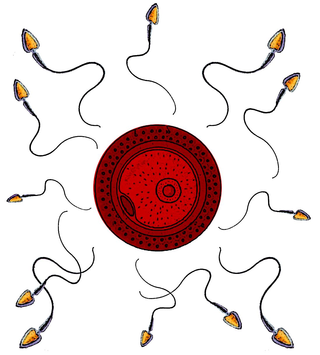 Book review info | Genially