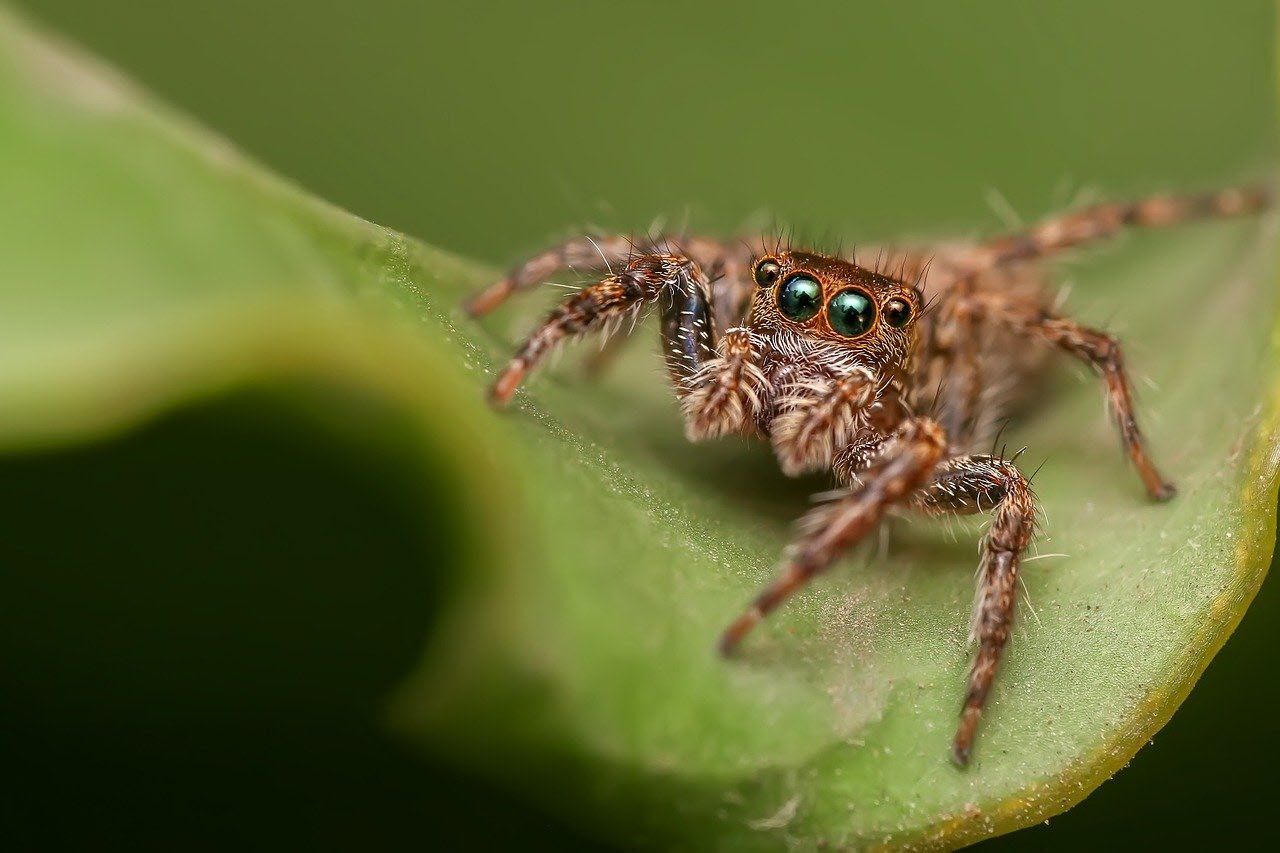 Spider of Australia