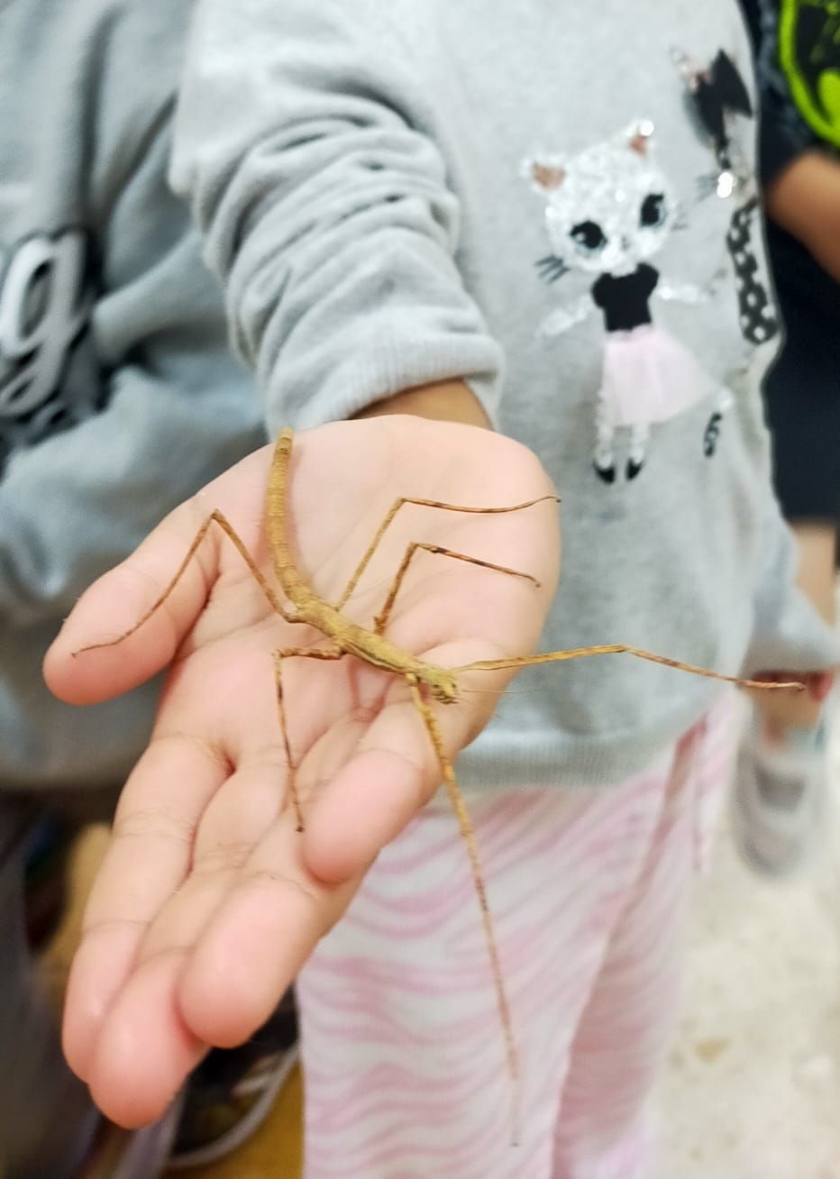 Genially Insecto Palo