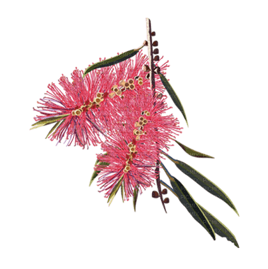 AUSSIE DIALECT | Genially