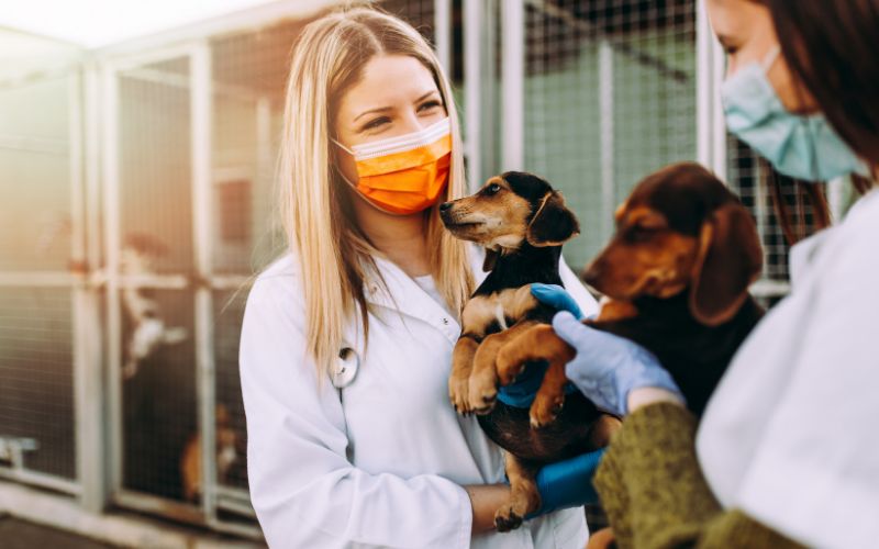 LA PROTECTION ANIMALE | Genially