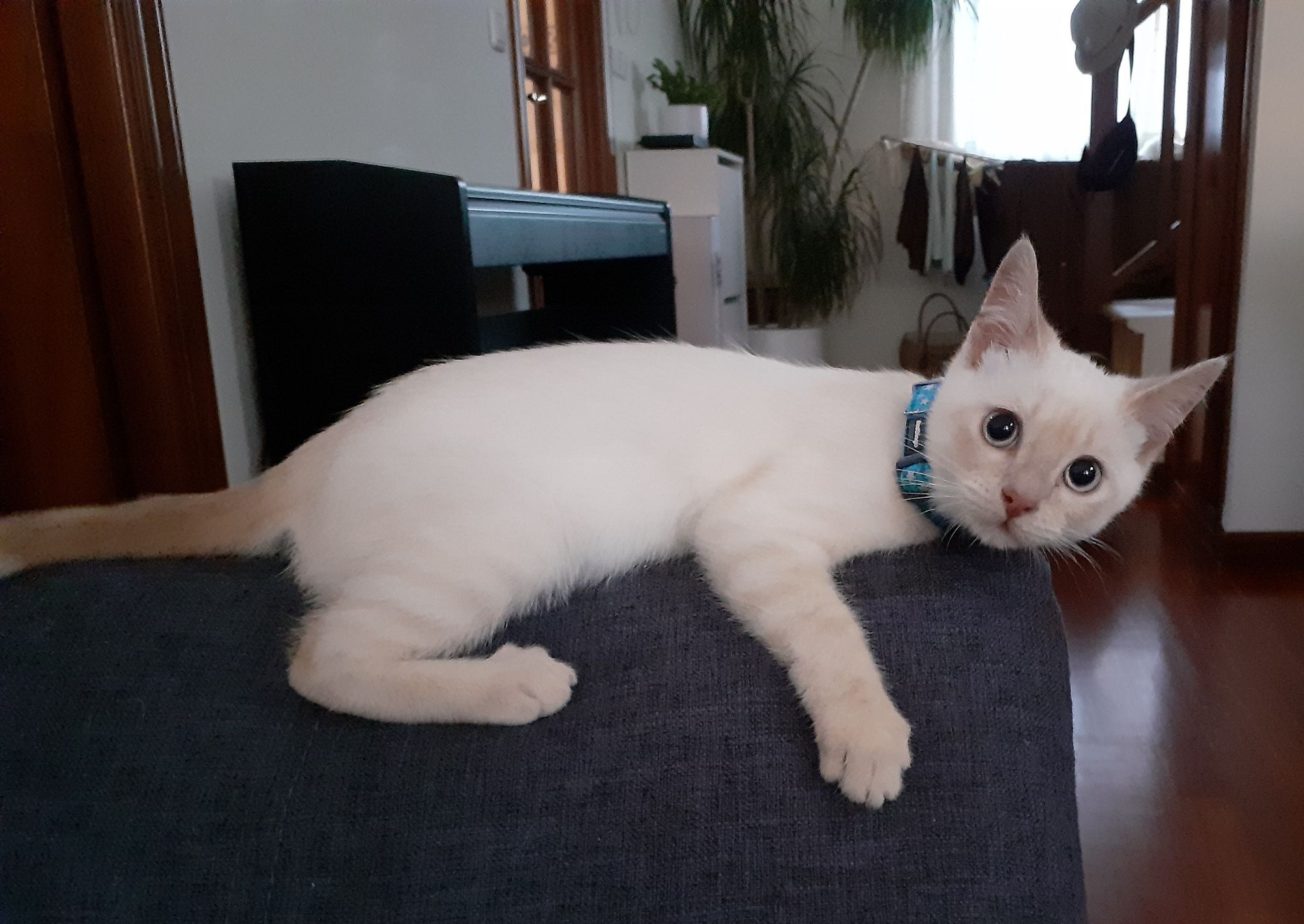 Samuel Blach | Genially