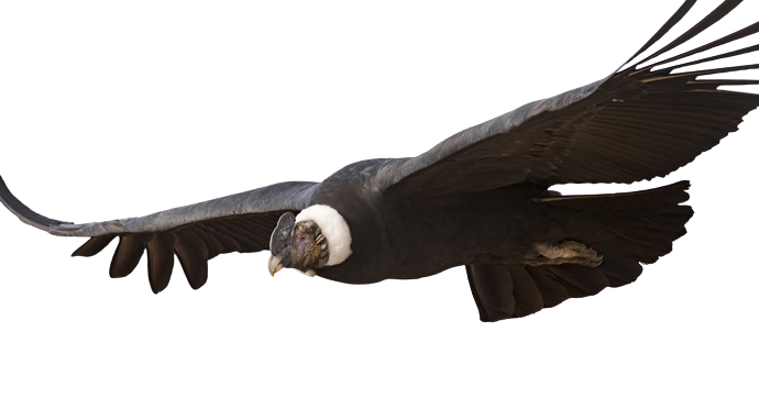 Ecosistema Cóndor 4°C