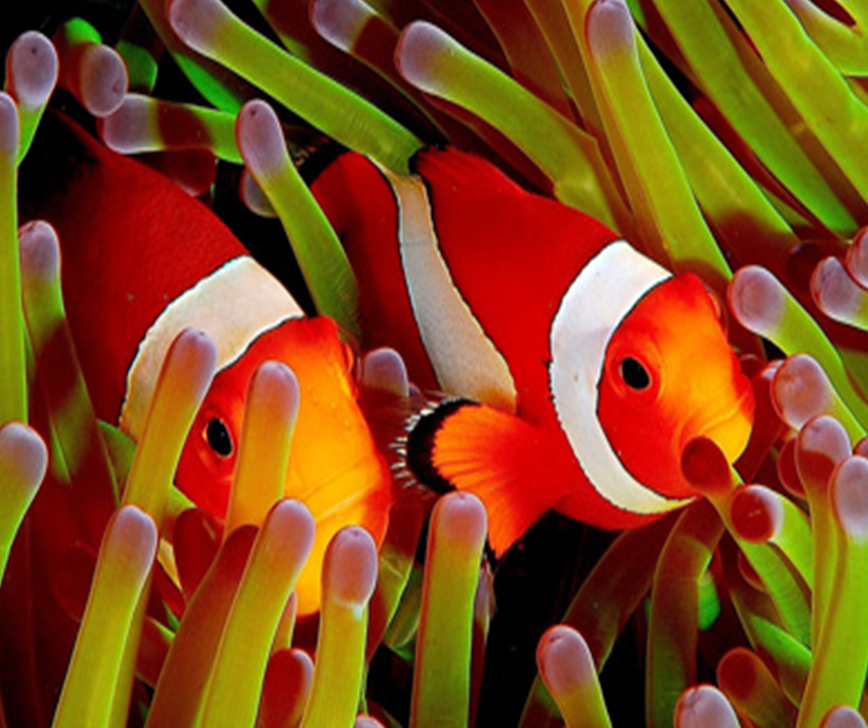 Esquema animals vertebrats | Genially