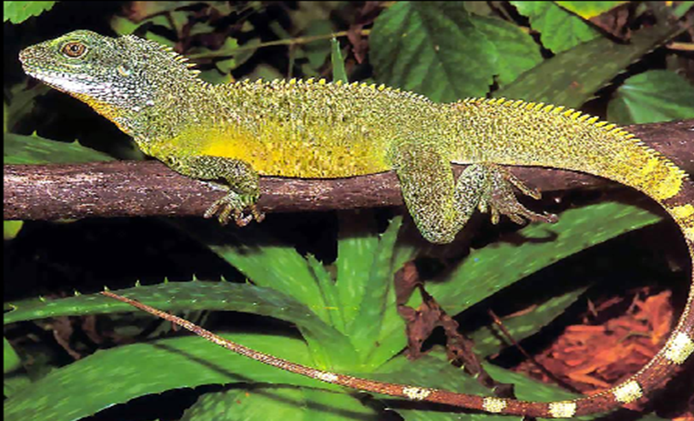 Esquema animals vertebrats | Genially