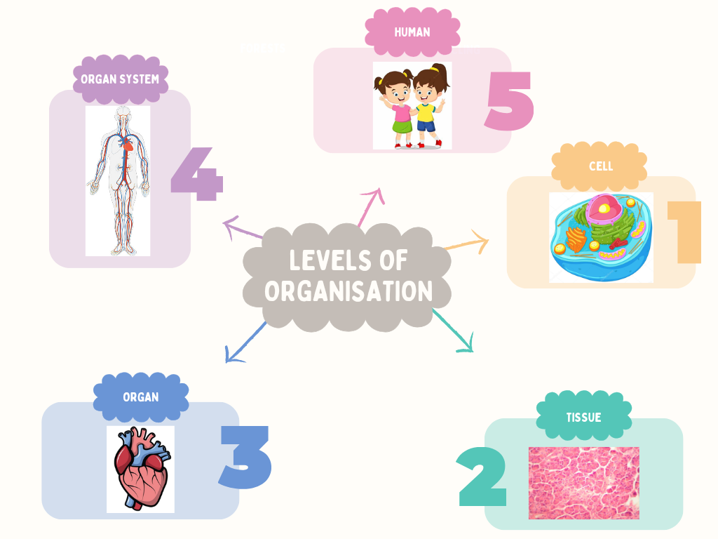 Levels of organisation | Genially