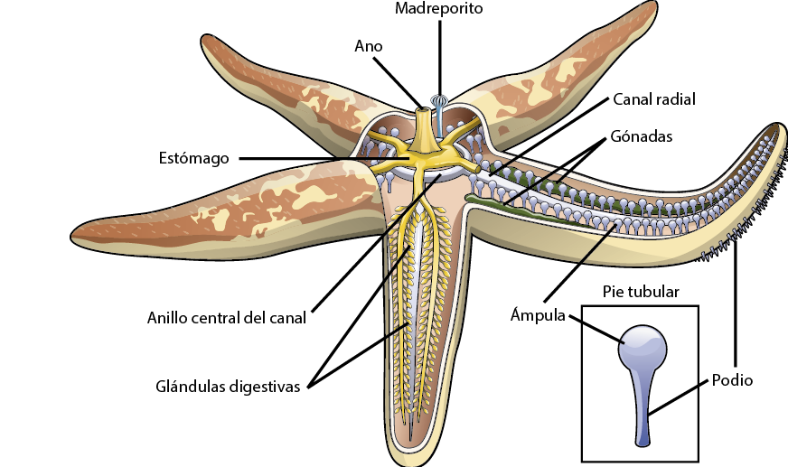 info equinodermos | Genially
