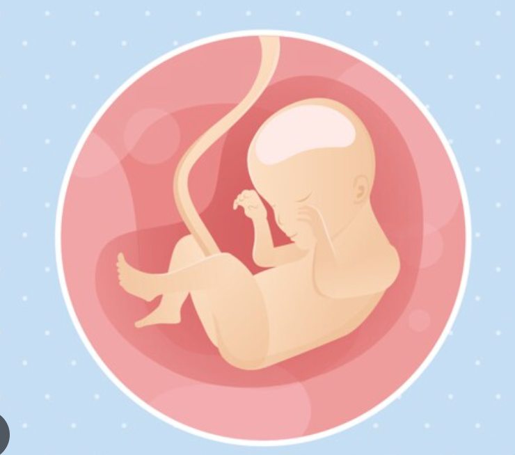 INFOGRAFIA CONTROL PRENATAL | Genially
