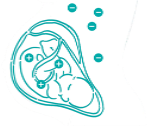 INFOGRAFIA CONTROL PRENATAL | Genially