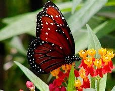 INFO VERTICAL MARIPOSAS