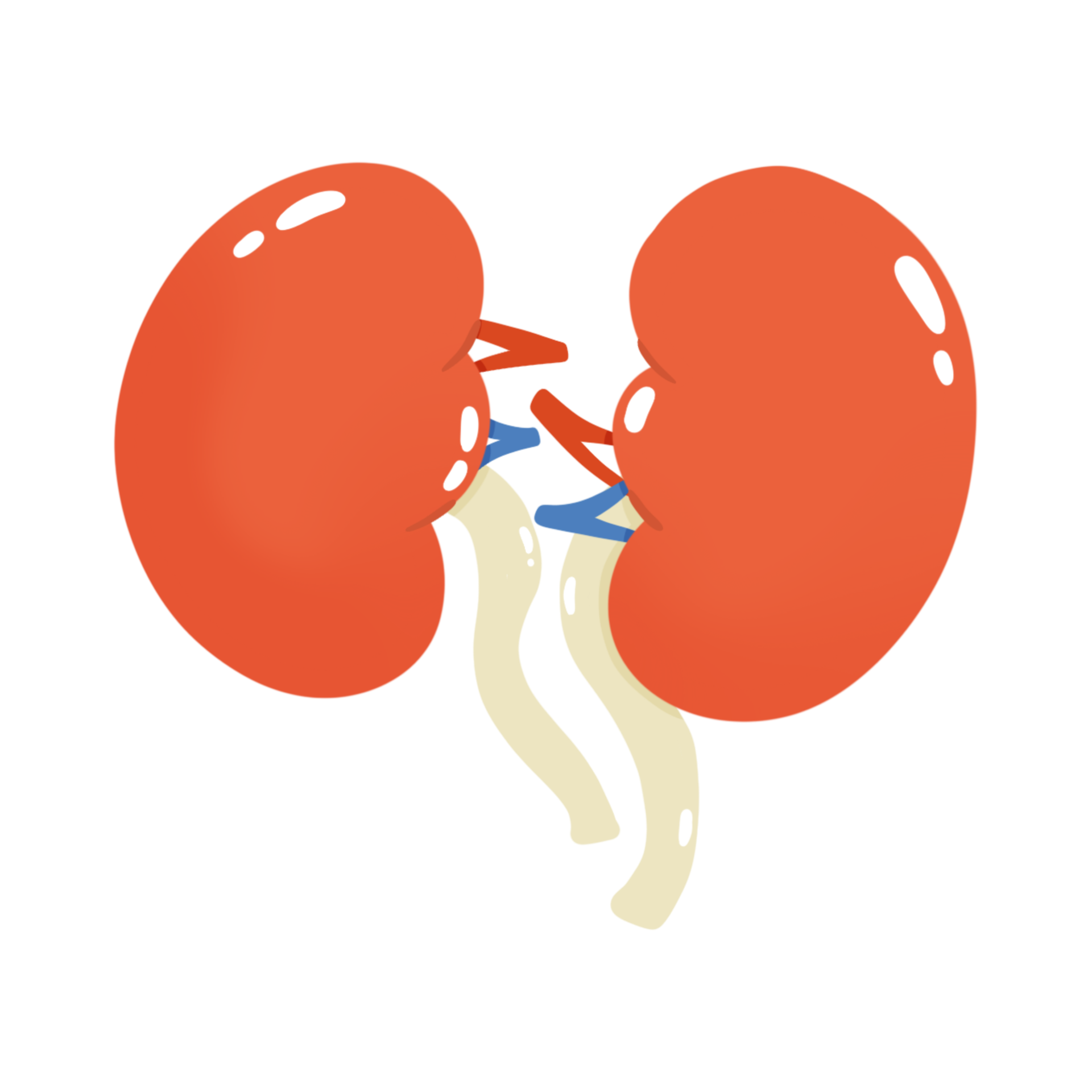 le fonctionnement des reins | Genially