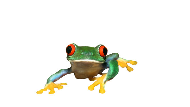 Rainforest mobile | Genially