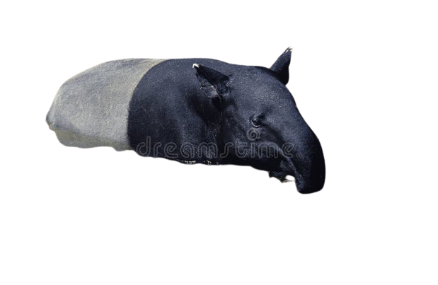 Rainforest mobile | Genially