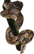 Rainforest mobile | Genially