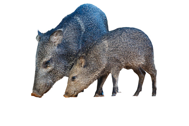 Rainforest mobile | Genially