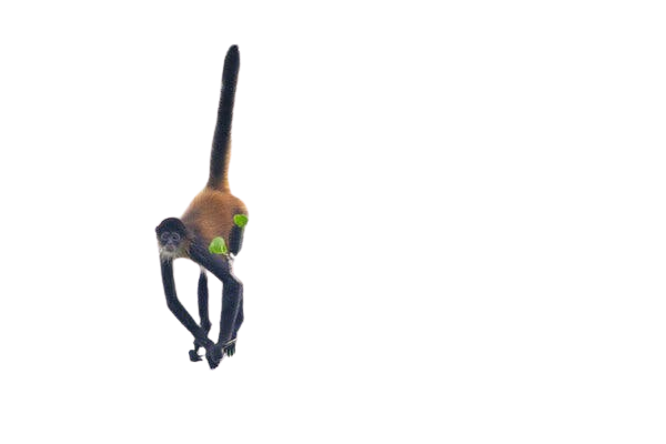 Rainforest mobile | Genially