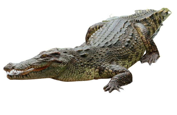 Rainforest mobile | Genially