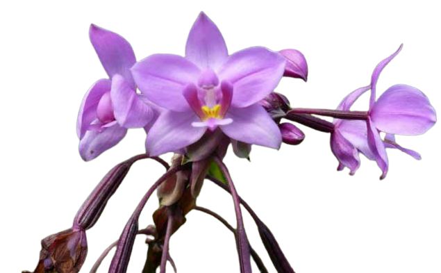 Rainforest mobile | Genially