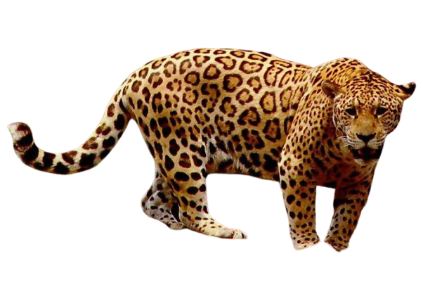 Rainforest mobile | Genially