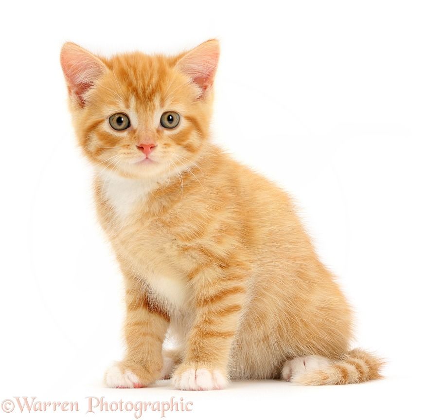 Deck génial | Genially