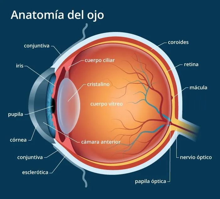 Anatomía Del Ojo Animal Actualización Desde La Anatomía Funcional Y