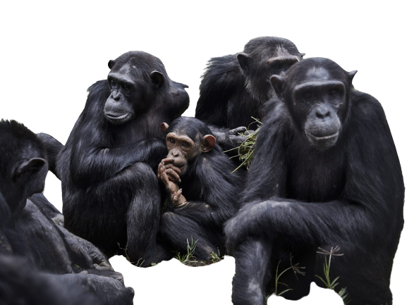 david premack woodruff | Genially