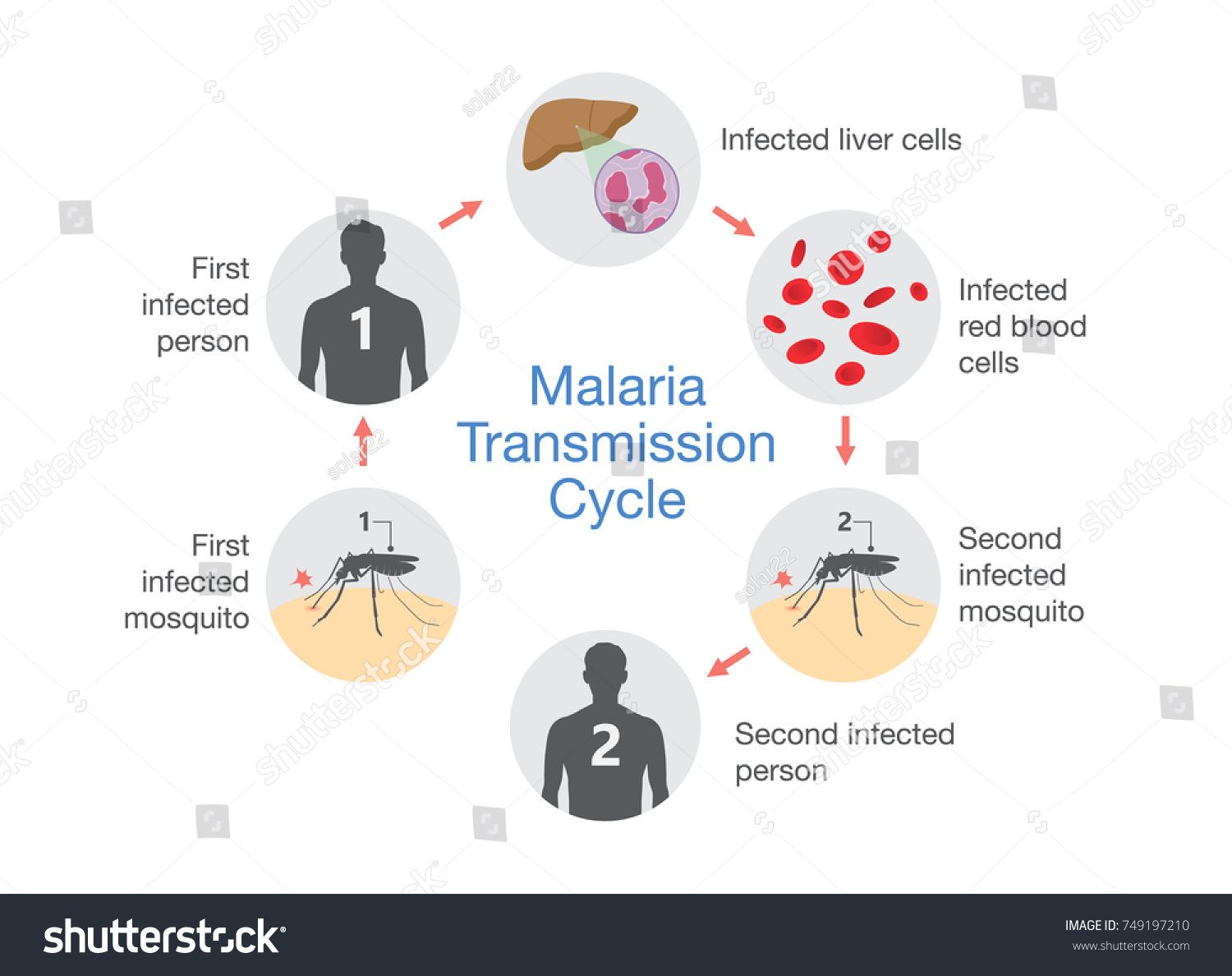 LE PALUDISME | Genially