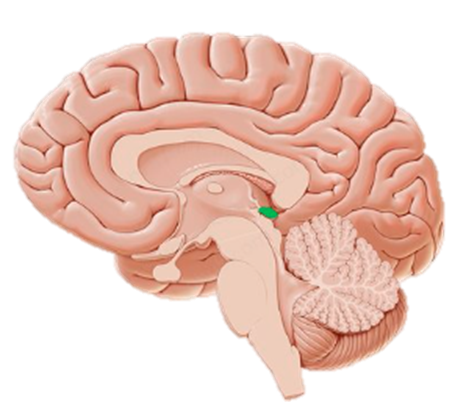 JUEGO DE LAS PARTES DEL DIENCEFALO | Genially