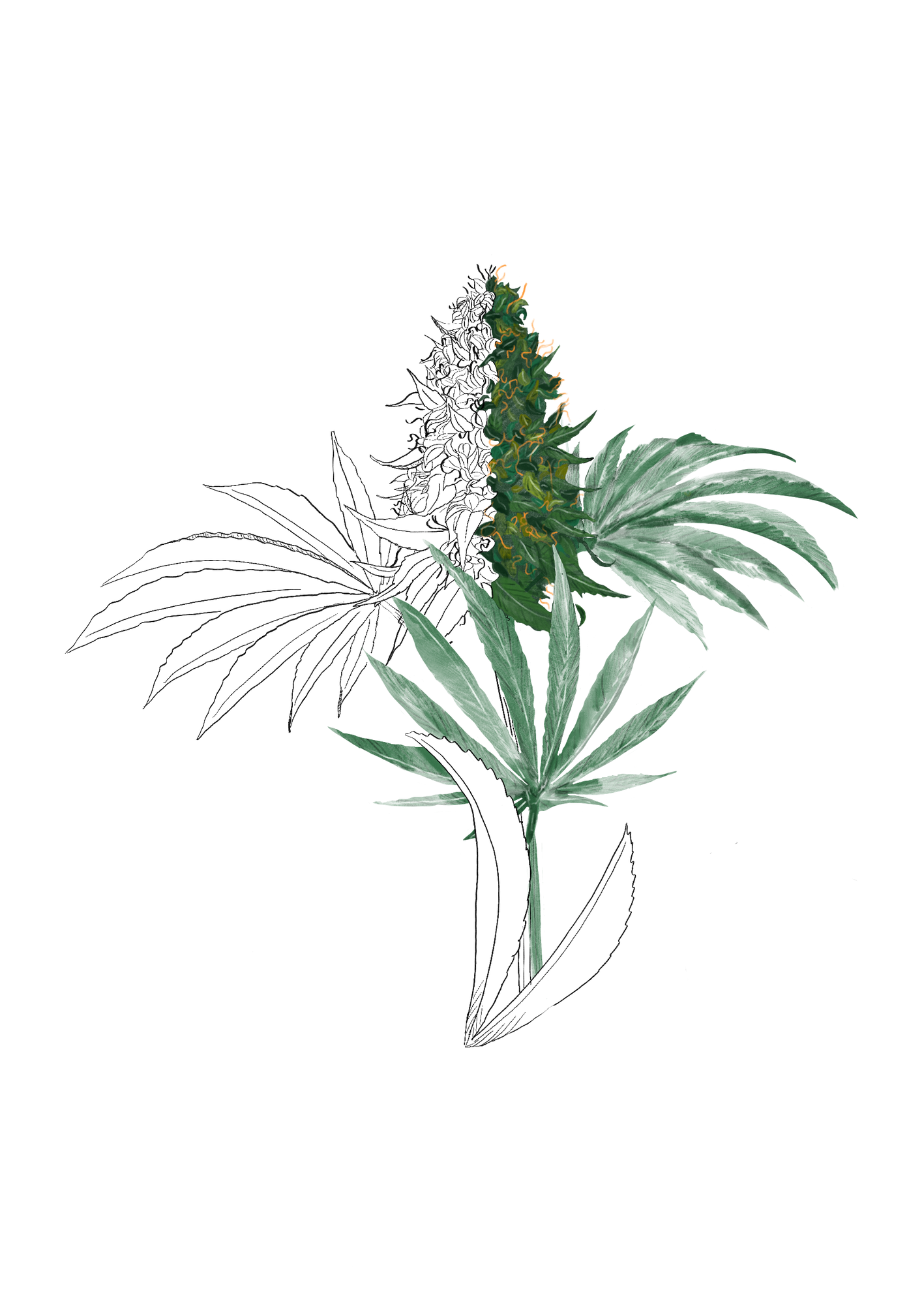 Copie - PLANT GROWTH STAGES