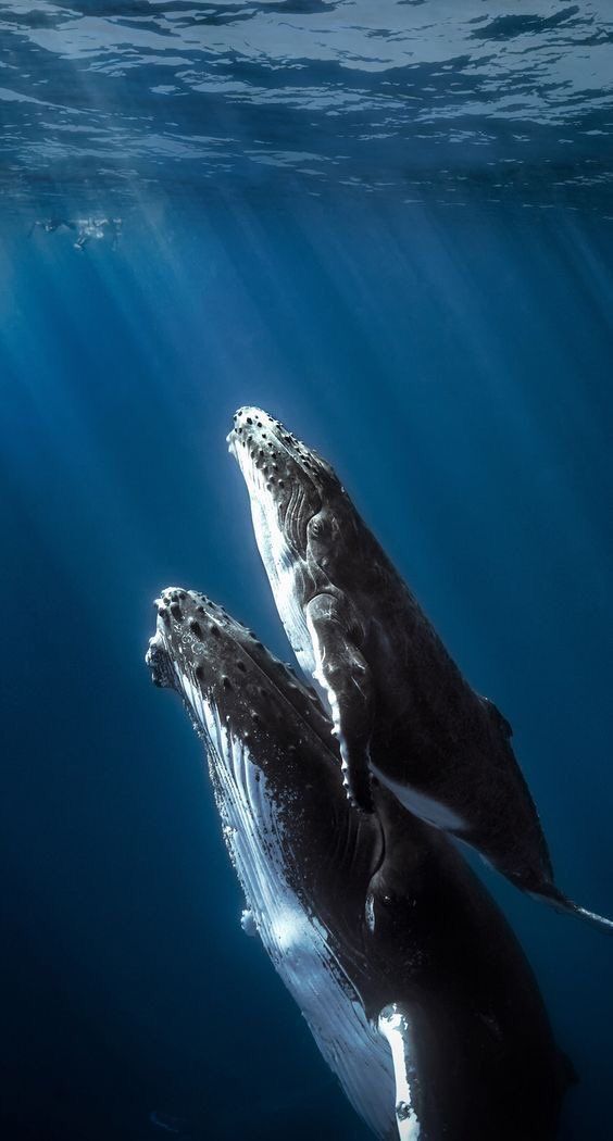 JUEGO DE LA BALLENA AZUL