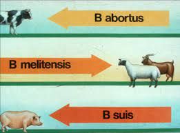 prueba fijacion del complemento | Genially