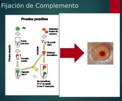 prueba fijacion del complemento | Genially