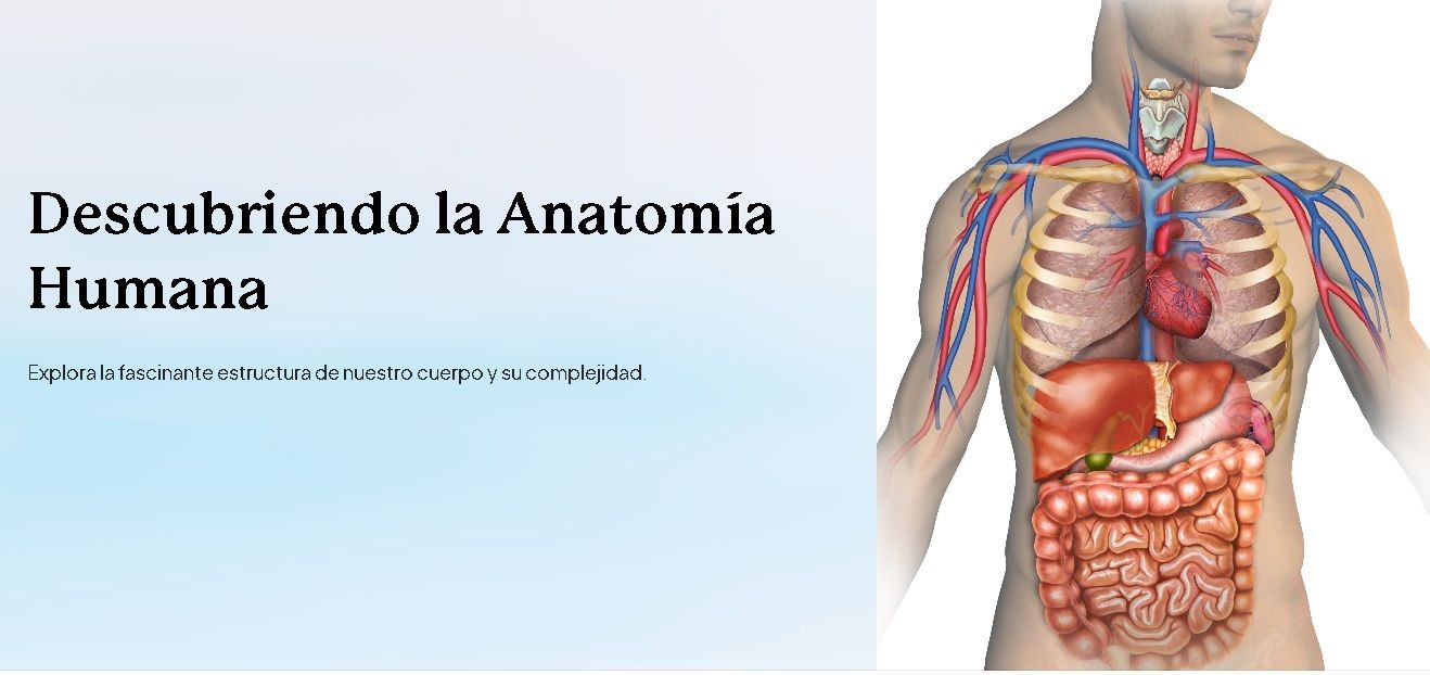ANATOMIA HUMANA | Genially