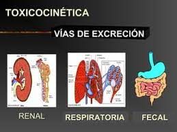 fases de la toxicocinética | Genially