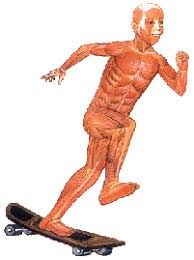 L'APARELL LOCOMOTOR | Genially