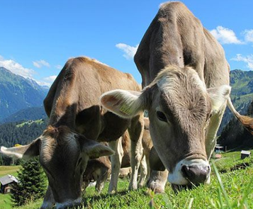 Animales de la granja