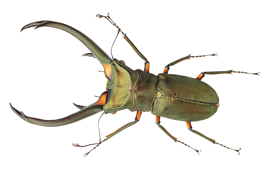 Timon & Pumba (Markers Pr.Simple vs Pr. Cont.) | Genially