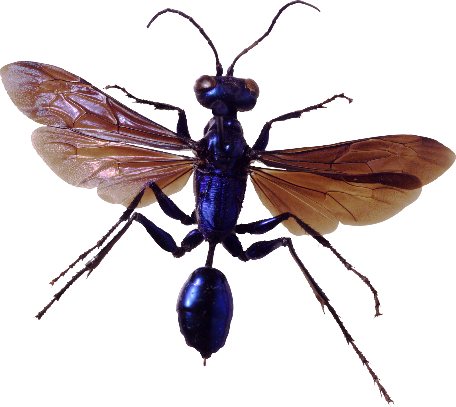 Timon & Pumba (Markers Pr.Simple vs Pr. Cont.) | Genially