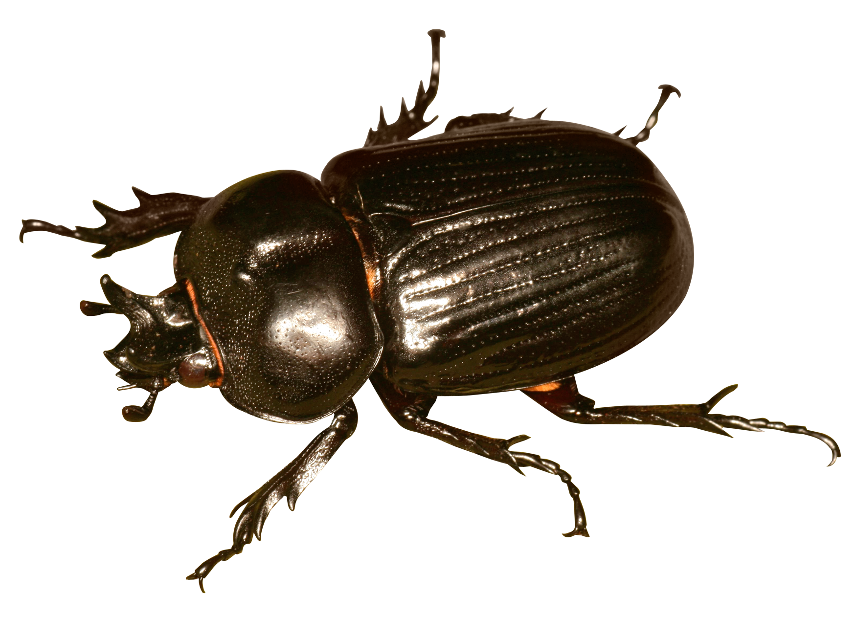 Timon & Pumba (Markers Pr.Simple vs Pr. Cont.) | Genially