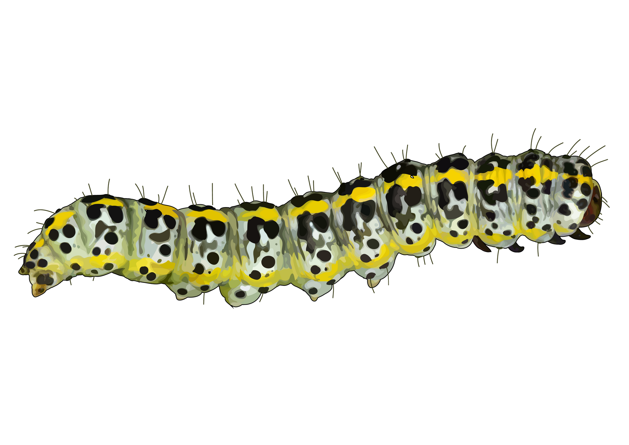 Timon & Pumba (Markers Pr.Simple vs Pr. Cont.) | Genially