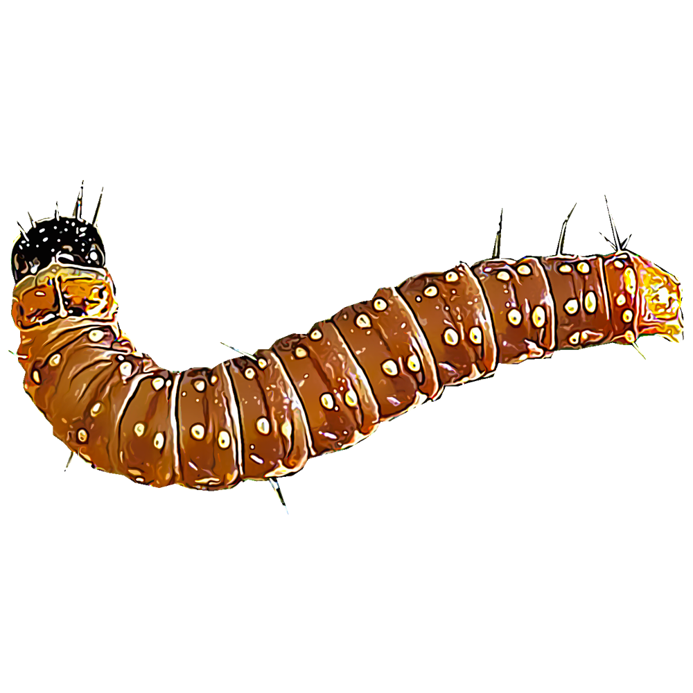 Timon & Pumba (Markers Pr.Simple vs Pr. Cont.) | Genially